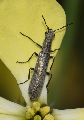 Dolichosoma simile · iNaturalist Ecuador