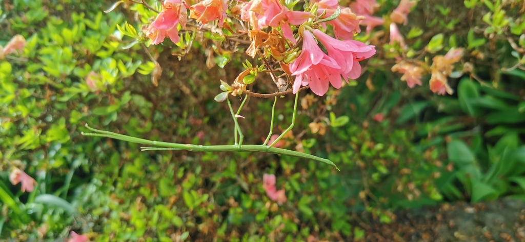 Smooth Stick Insect from Kawau Island 0920, New Zealand on September 30 ...