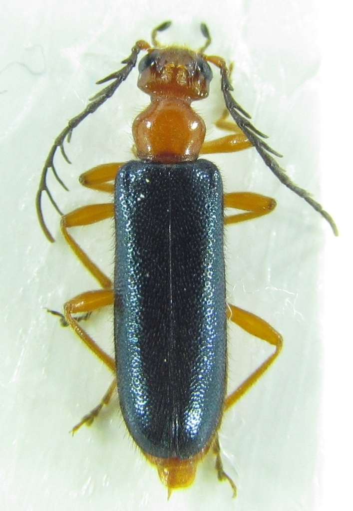 Hemidendroides daglariensis from Avrupa Yakası, İstanbul, Türkiye on ...