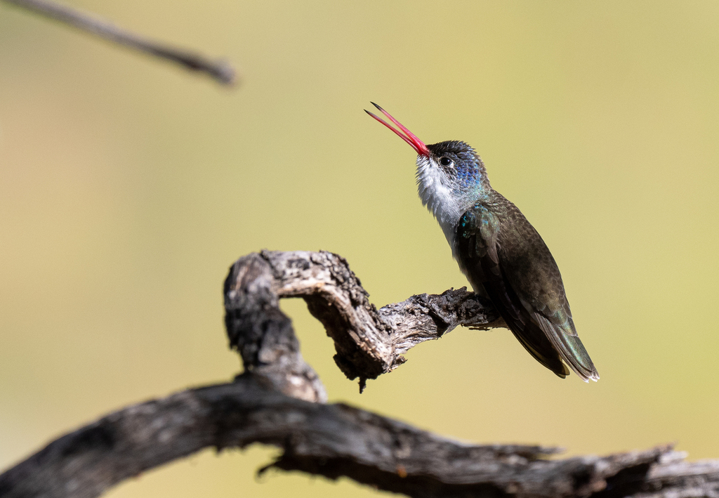 Violet-crowned Hummingbird from Sierra Vista Southeast, AZ, USA on ...