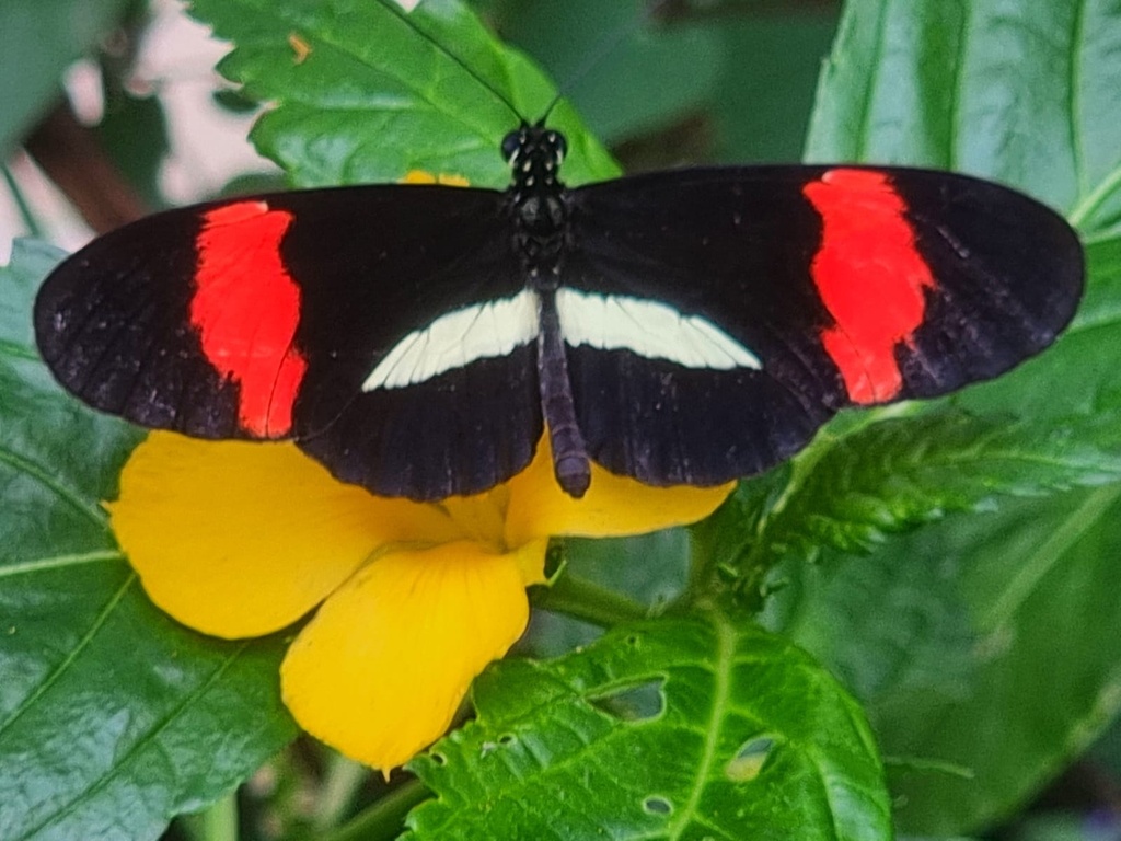 Fritillaries and Longwings from Wellesbourne and Walton CP, Warwick ...