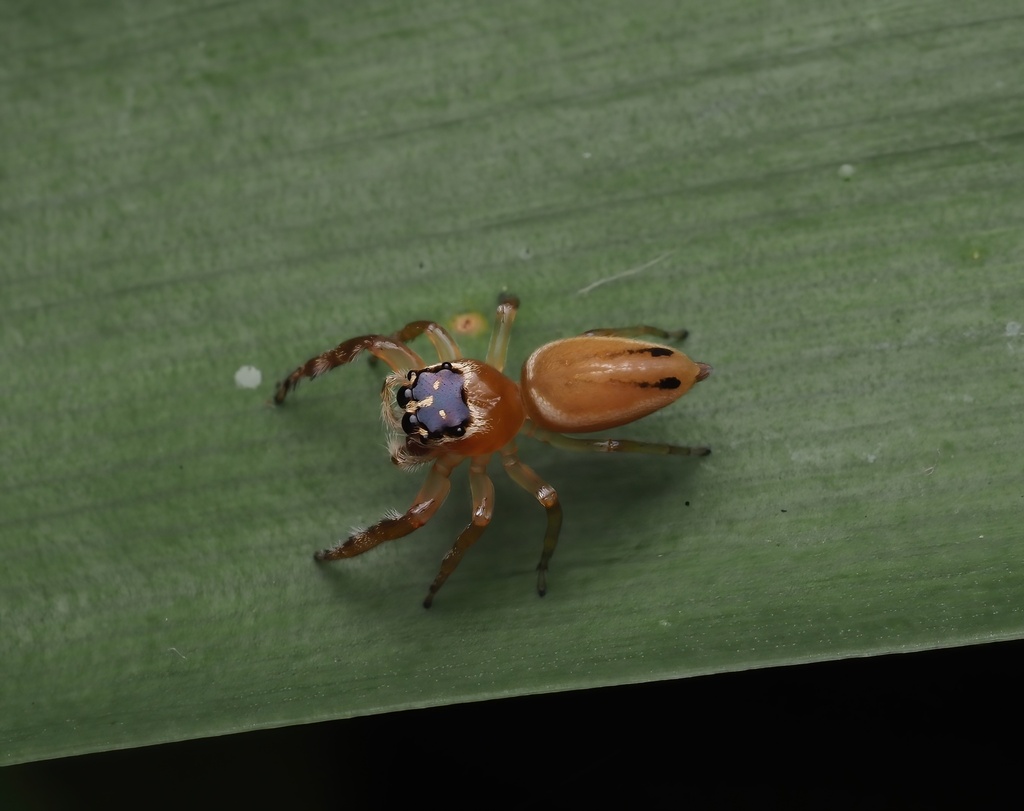 Garden Jumping Spiders from Tamborine Mountain QLD 4272, Australia on ...