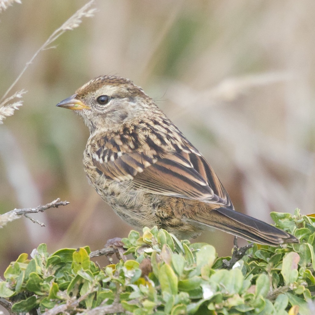 White-crowned Sparrow from Marin County, CA, USA on September 11, 2023 ...