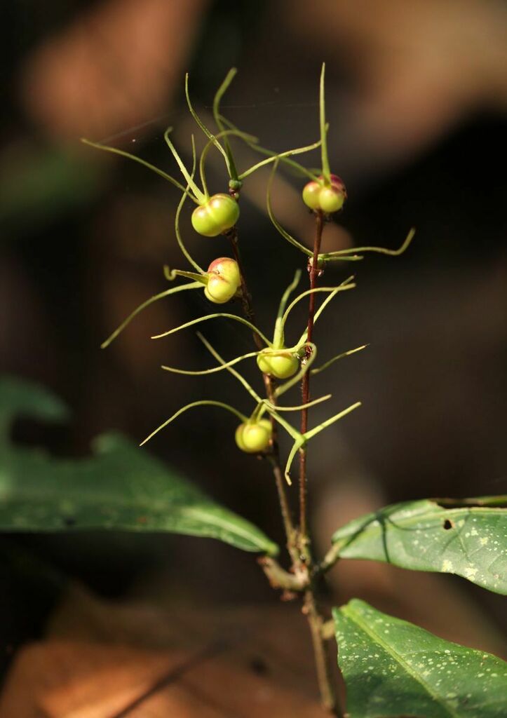 Forest Beadstring from Yafake Community, Lilanda, Isangi, Democratic ...