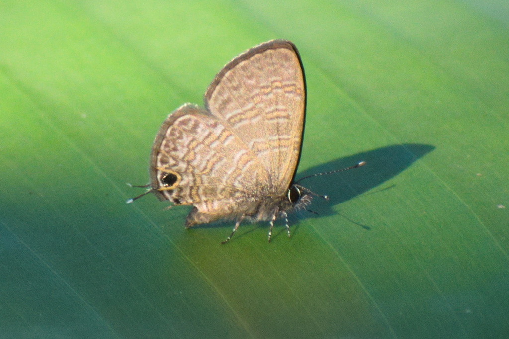 Common Line Blue from Lumi, Papua New Guinea on September 29, 2023 at ...