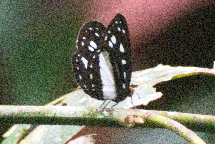 Neptis nausicaa from Lumi, Papua New Guinea on October 1, 2023 at 01:51 ...
