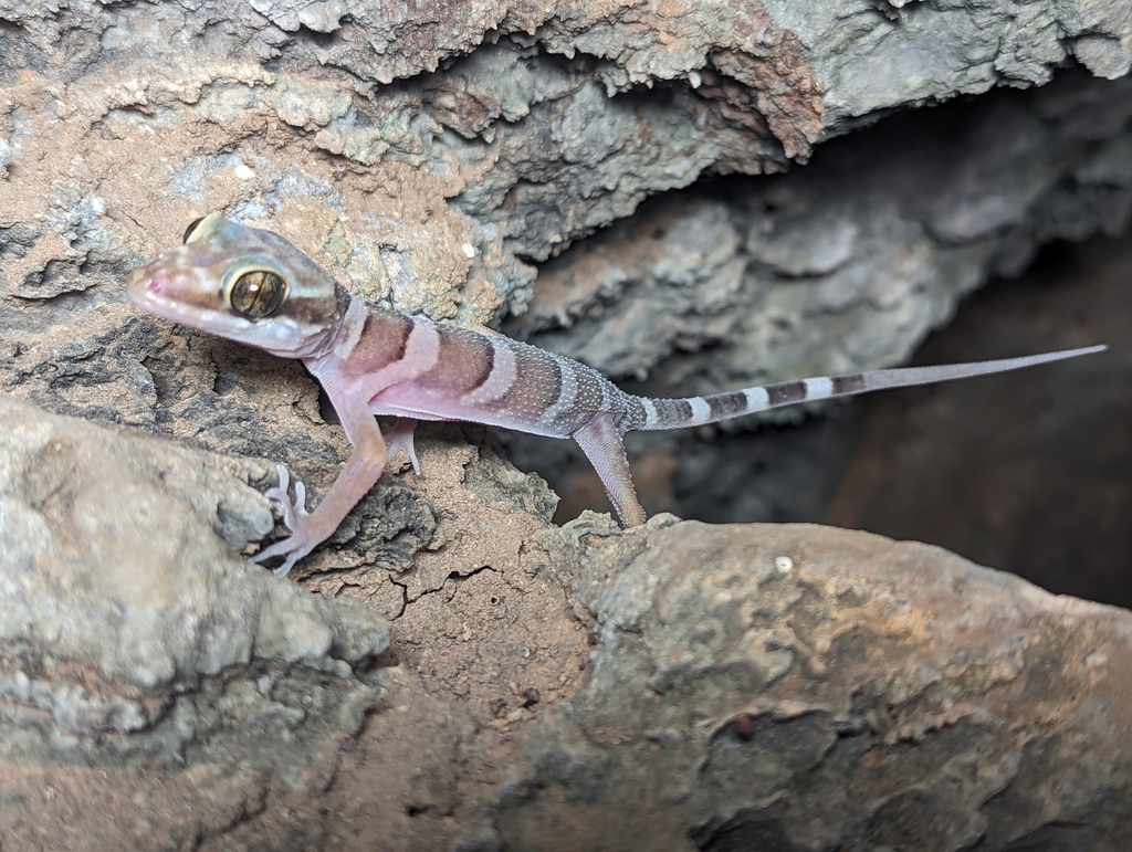 Chillagoe Ring-tailed Gecko in September 2023 by Christopher Mitchell ...