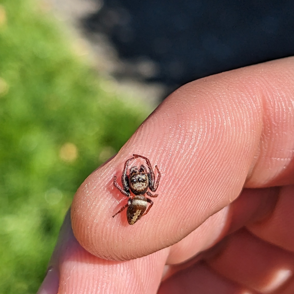 Cyclops Jumping Spider from St Albans, Christchurch, New Zealand on ...