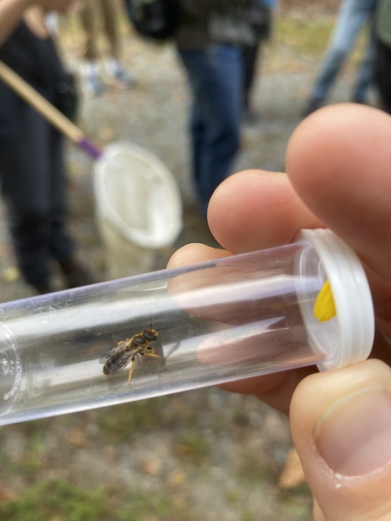 Confusing Furrow Bee from Eagle Scout Trail, Warsaw, VA, US on ...
