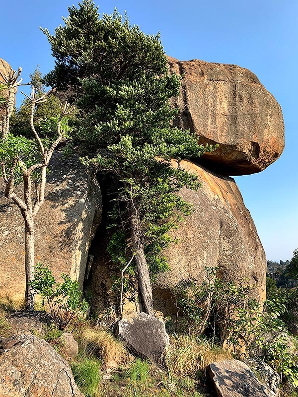 real yellowwood from Mbabane, hillside above Masson's on September 26 ...