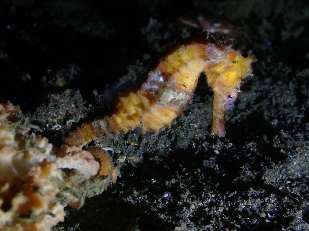 Queensland Seahorse in September 2023 by Tsu Soo Tan · iNaturalist
