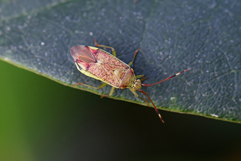 Hazel bug from 2750 Ballerup, Danmark on September 27, 2023 at 01:37 PM ...