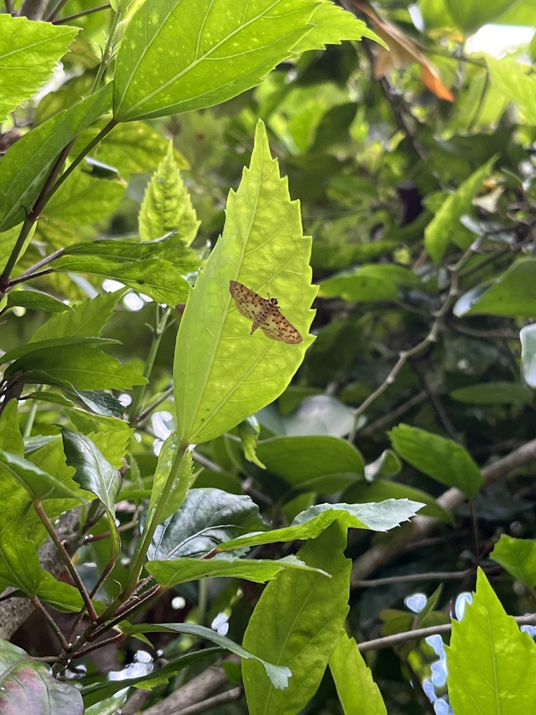Yellow Peach Moth in October 2023 by Nakatada Wachi · iNaturalist