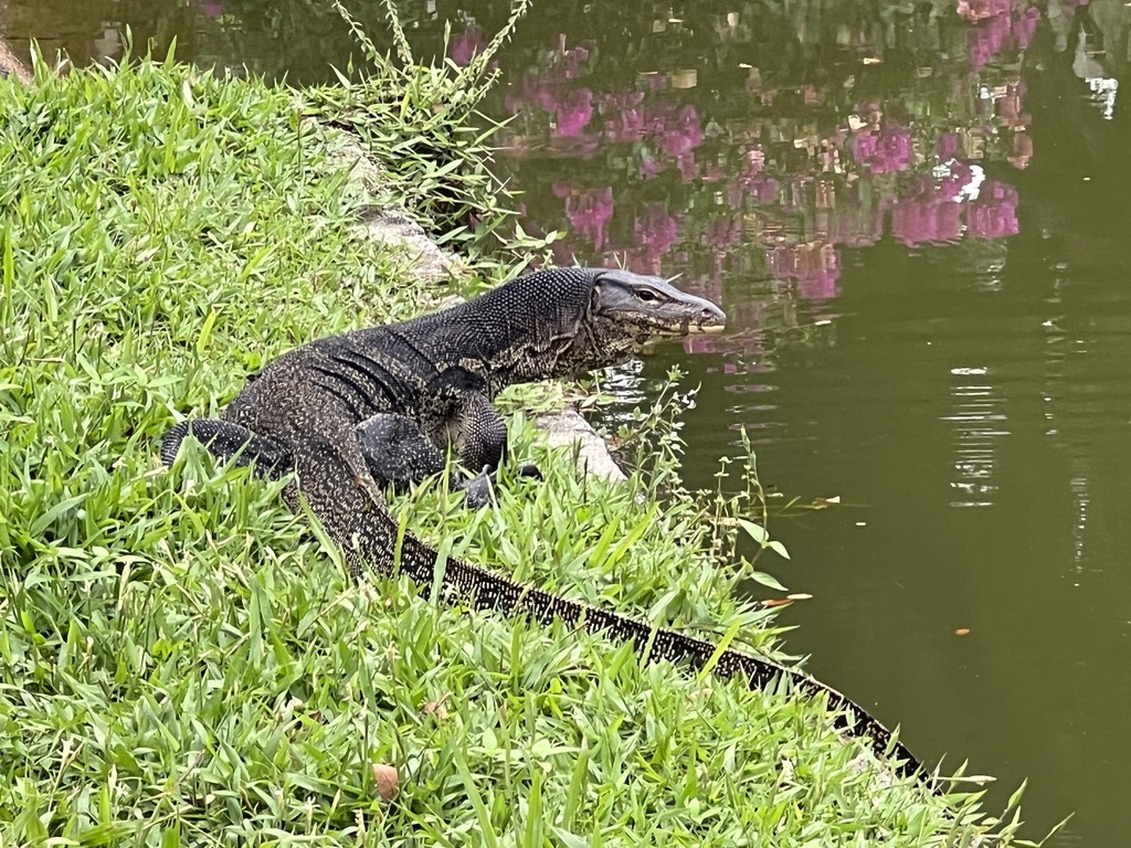 Southeast Asian Water Monitor from Queenstown, Singapore on October 1 ...