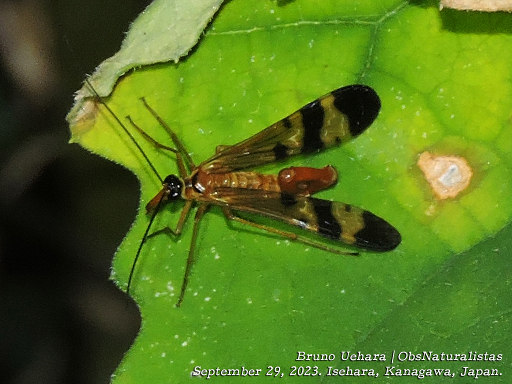 Common Japanese Scorpionfly from Kamikasuya, Isehara, Kanagawa 259-1141 ...