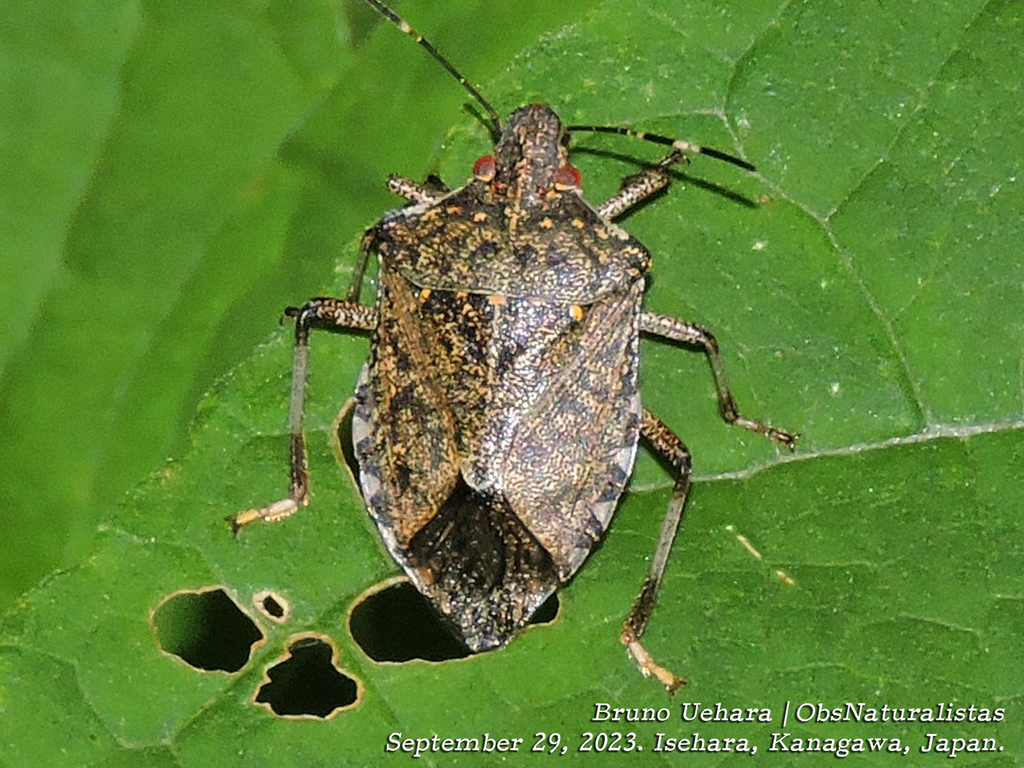 Brown Marmorated Stink Bug from Kamikasuya, Isehara, Kanagawa 259-1141 ...