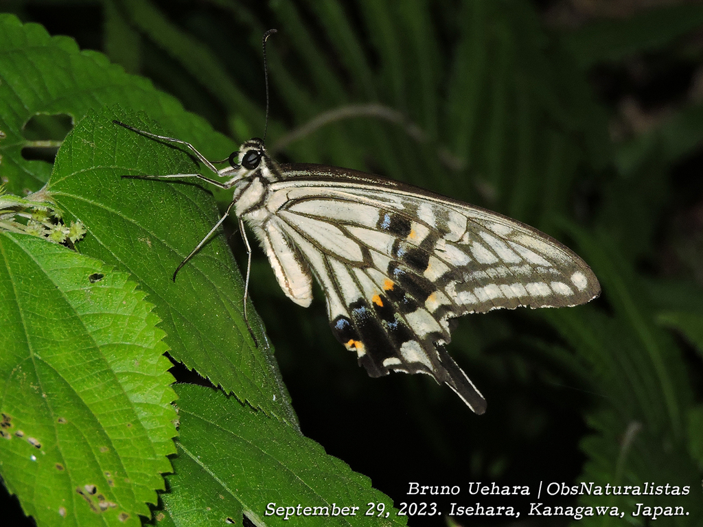 Chinese Yellow Swallowtail from Higashitomioka, Isehara, Kanagawa 259 ...