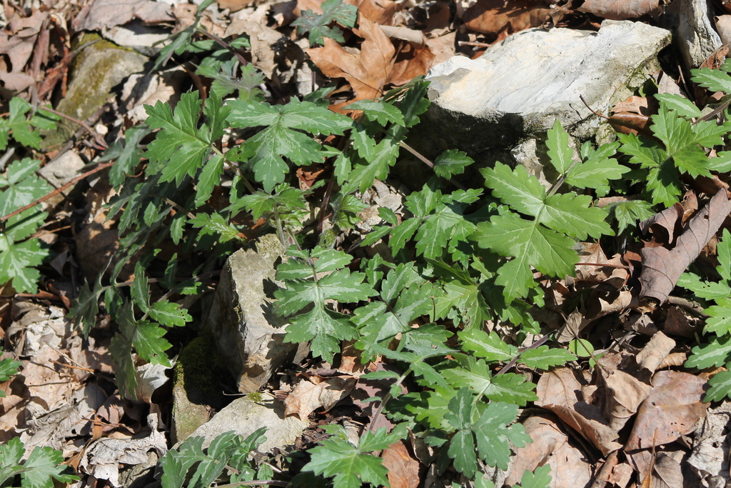 great waterleaf from Wolf Lake, IL on March 26, 2016 by Corey Lange ...