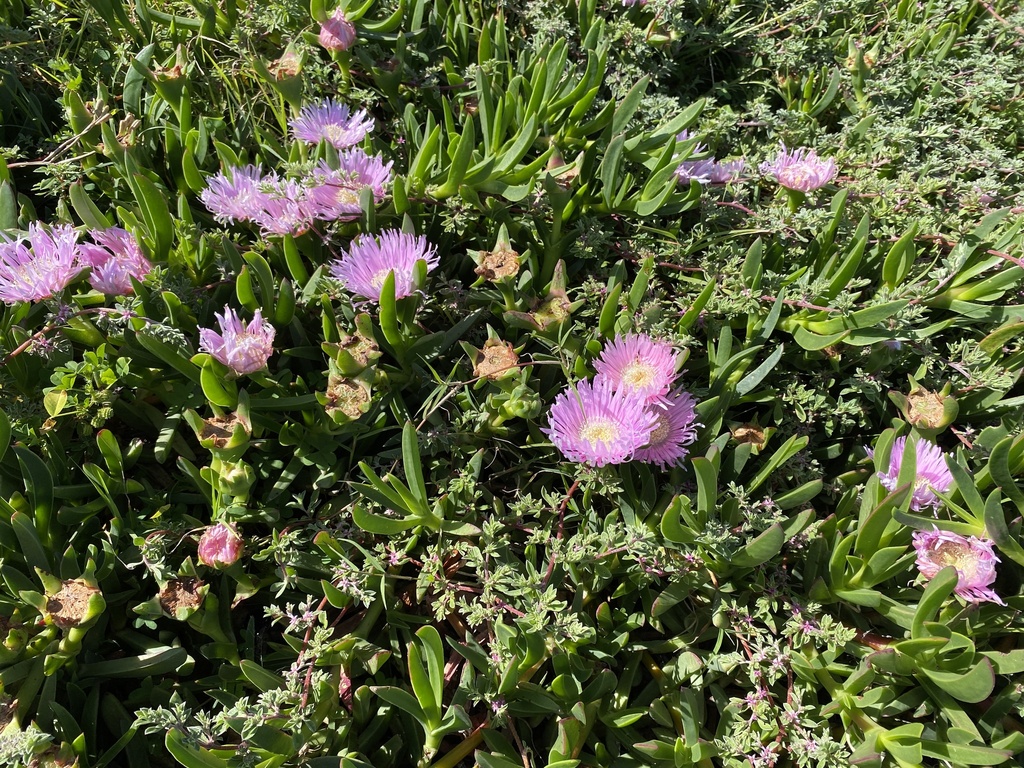 Sally-my-handsome from Garden Route District Municipality, South Africa ...