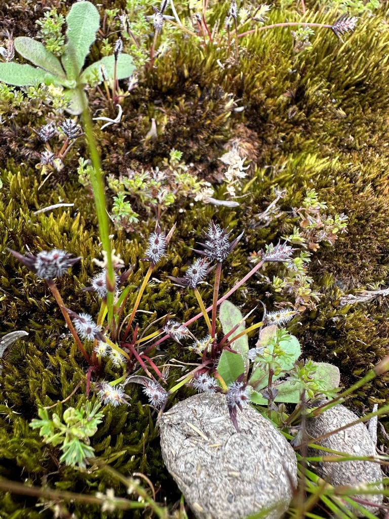 (Aphelia cyperoides) - Botanical Realm