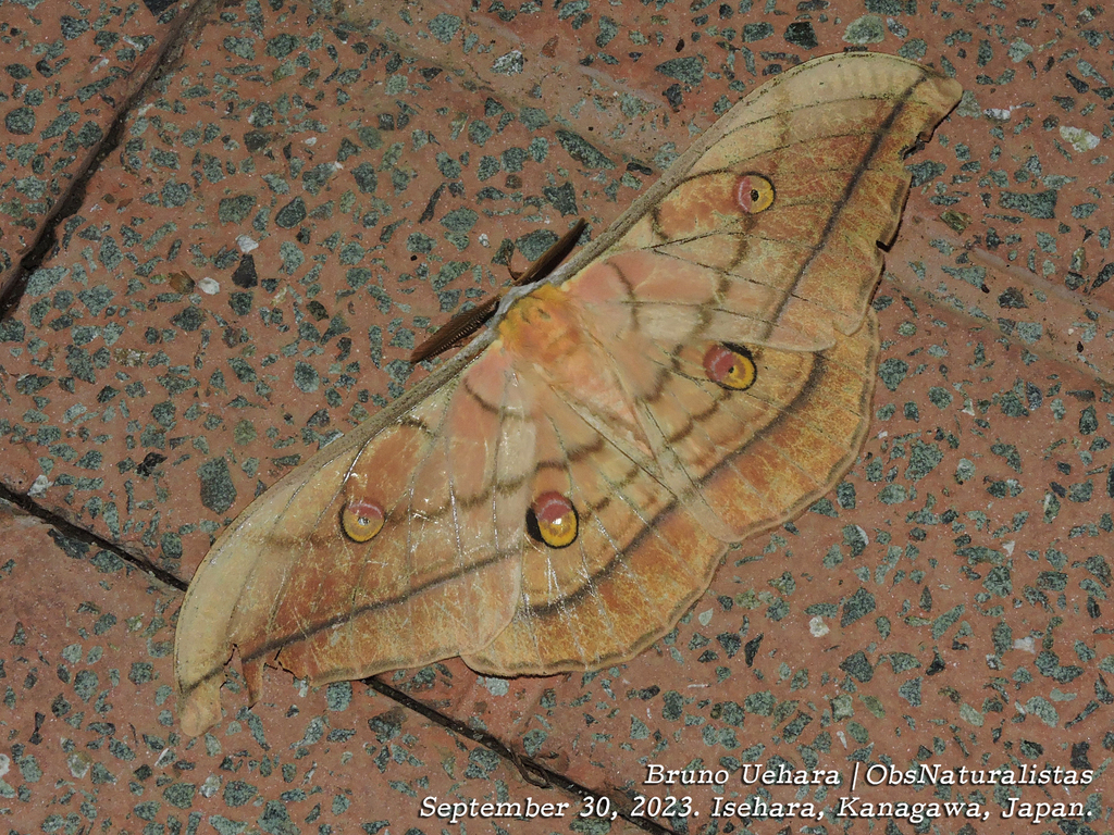 Japanese Silk Moth from Oyama, Isehara, Kanagawa 259-1107, Japão on ...