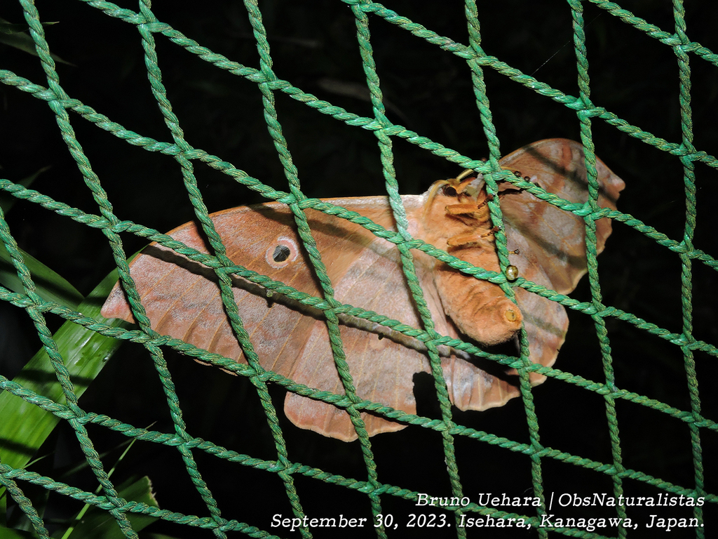 Japanese Silk Moth from Oyama, Isehara, Kanagawa 259-1107, Japão on ...