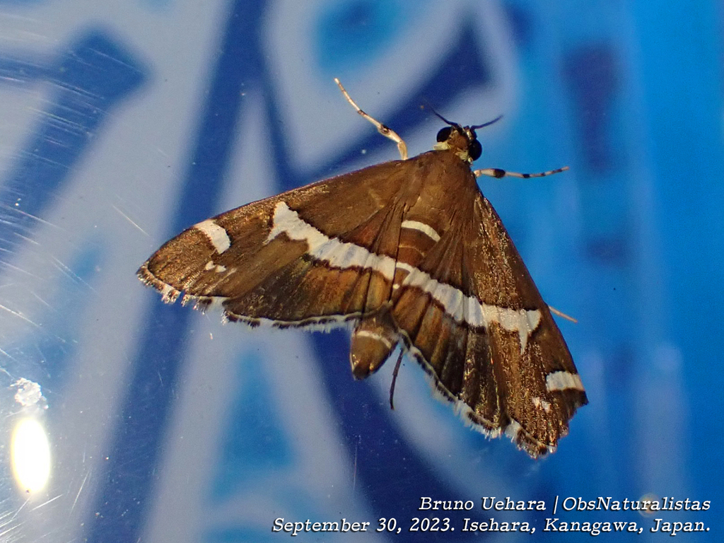 Hawaiian Beet Webworm Moth from Itado, Isehara, Kanagawa 259-1145 ...