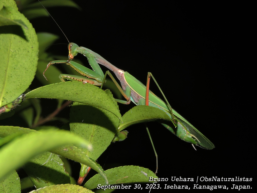 Hierodula chinensis from Oyama, Isehara, Kanagawa 259-1107, Japão on ...