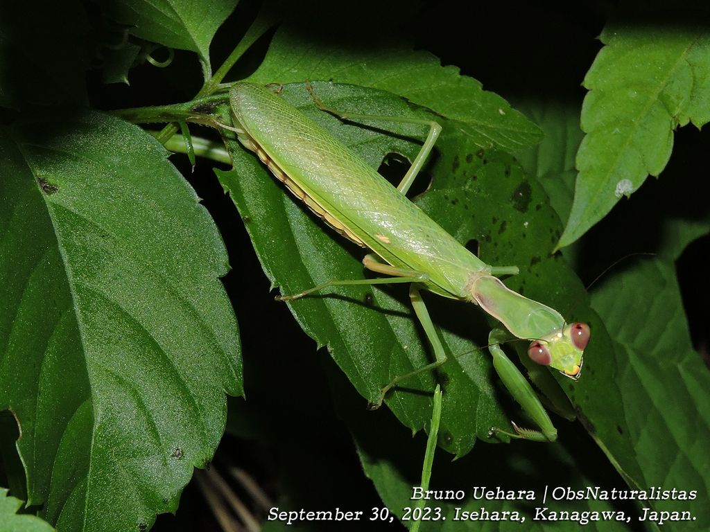 Hierodula chinensis from Oyama, Isehara, Kanagawa 259-1107, Japão on ...