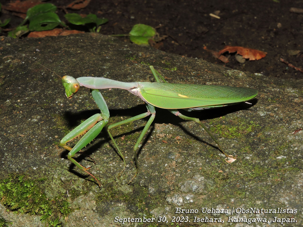 Hierodula chinensis from Koyasu, Isehara, Kanagawa 259-1102, Japão on ...