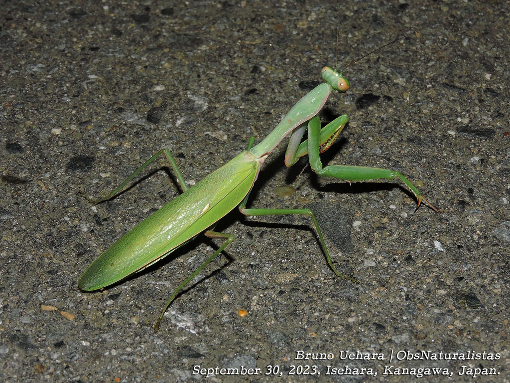 Hierodula chinensis from Kamikasuya, Isehara, Kanagawa 259-1141, Japão ...