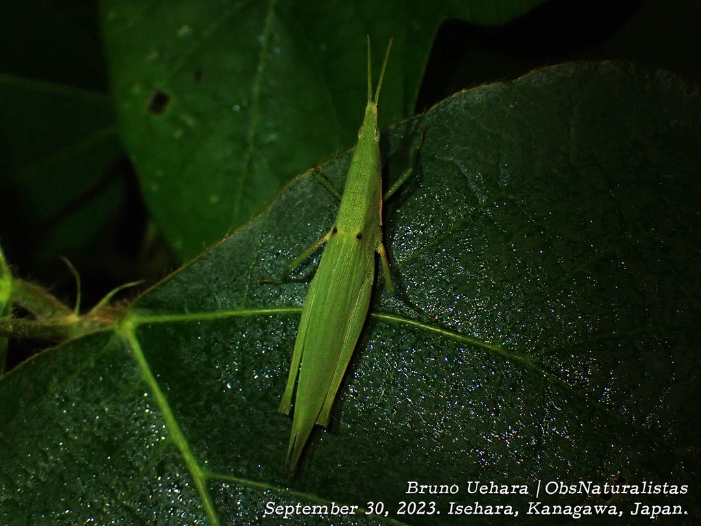 Atractomorpha lata from Isehara, JP-KN, JP on September 30, 2023 at 09: ...