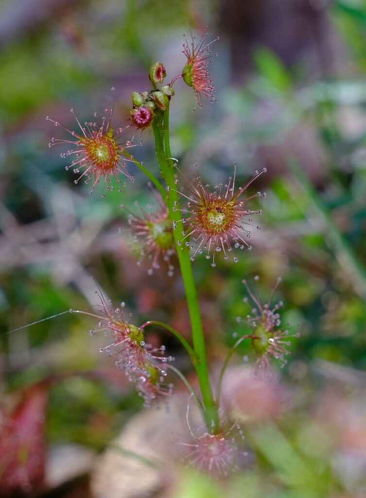 Tall sundew from Fish Creek VIC 3959, Australia on September 26, 2023 ...