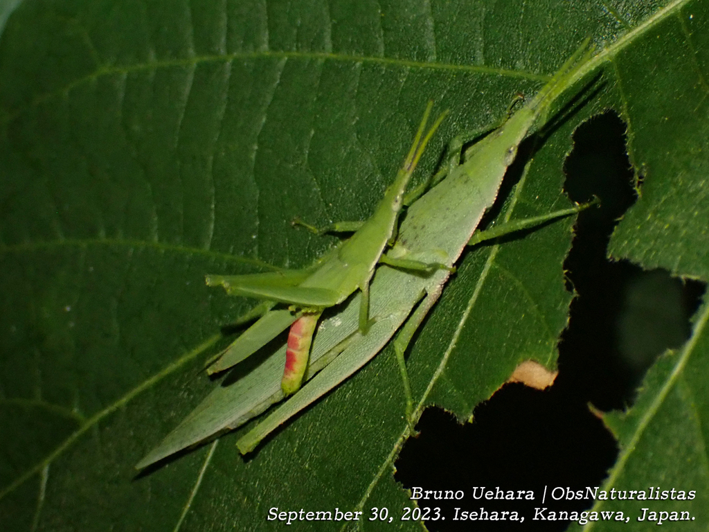 Atractomorpha lata from Isehara, JP-KN, JP on September 30, 2023 at 09: ...