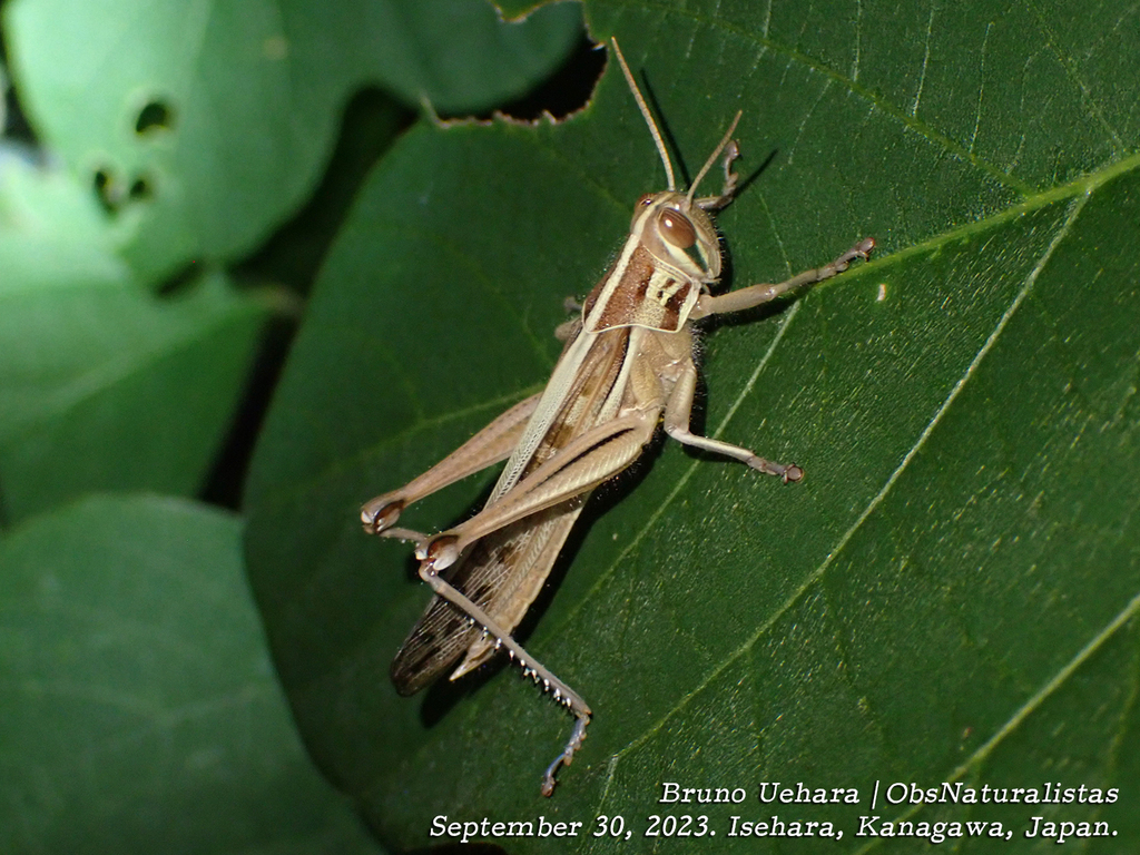 Patanga japonica from Koyasu, Isehara, Kanagawa 259-1102, Japão on ...