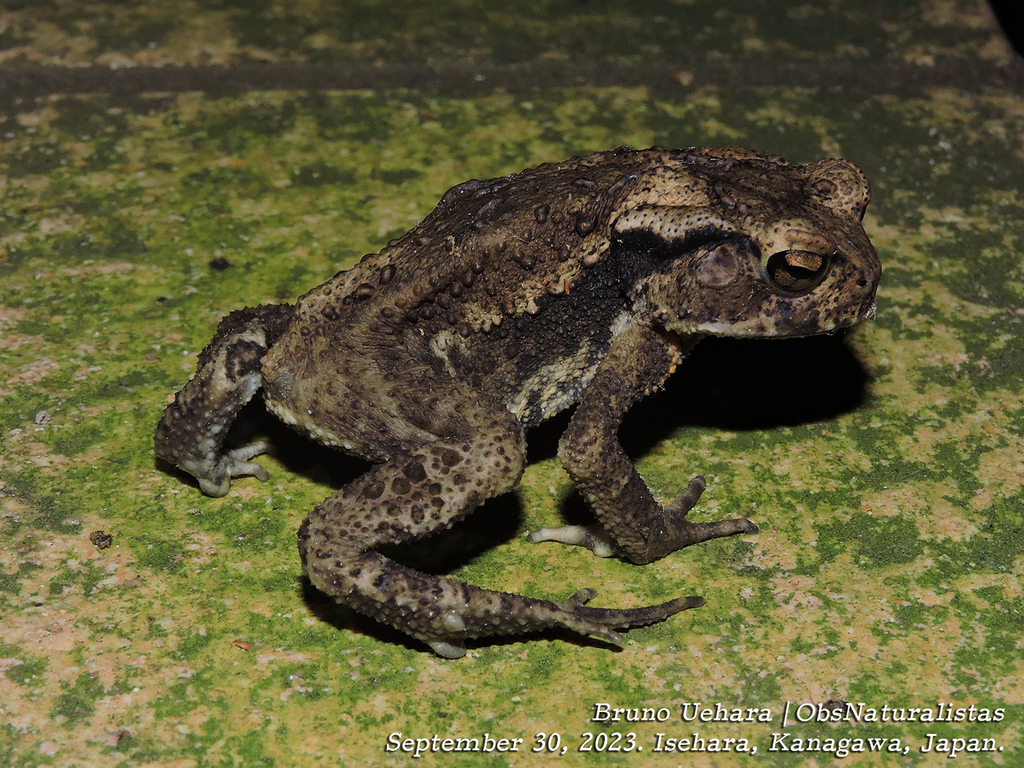 Eastern-Japanese Common Toad from Oyama, Isehara, Kanagawa 259-1107 ...