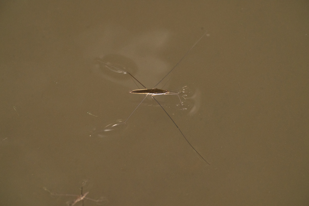 Giant Water Strider from 日本、東京都多摩市鶴牧西公園 on October 1, 2023 at 03:51 PM ...