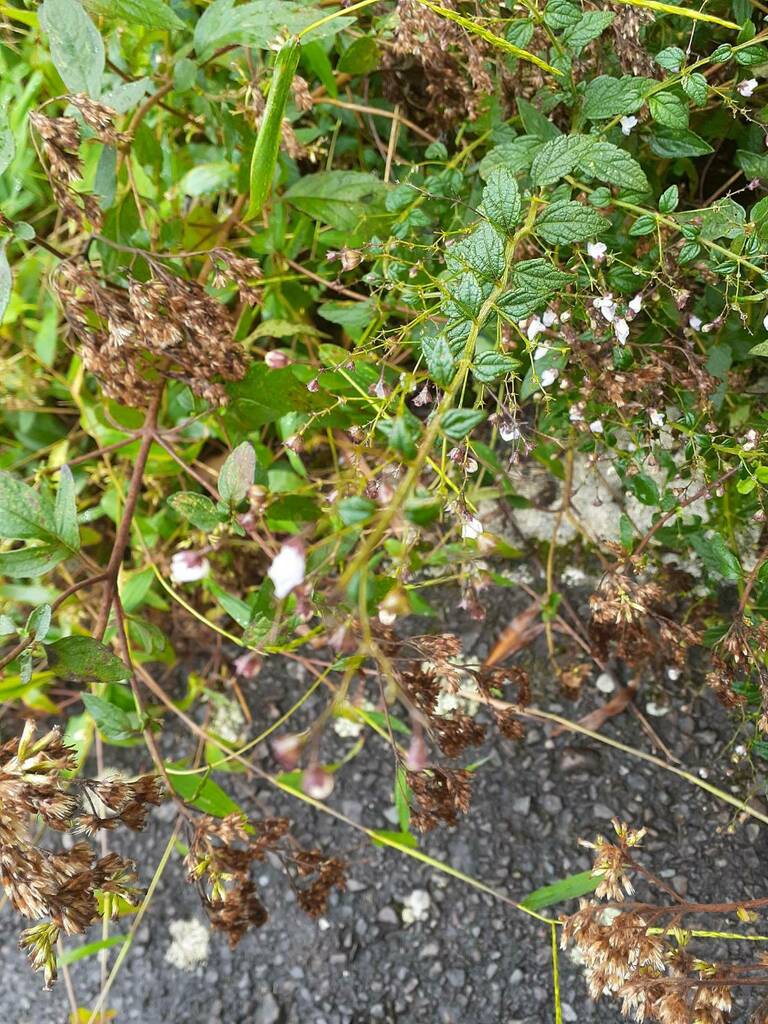 Isodon amethystoides from 新北市淡水區大屯山車道 on September 28, 2023 at 07:17 PM ...