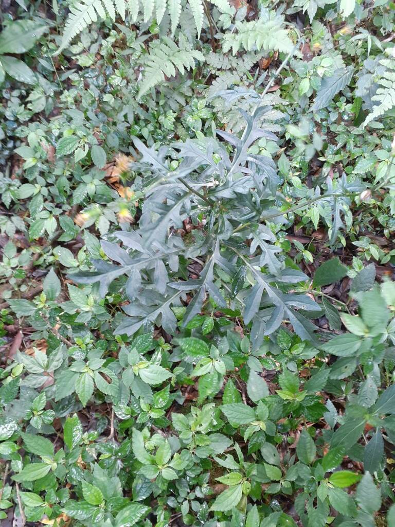 Gynura japonica from 新北市淡水區大屯山車道 on September 28, 2023 at 07:17 PM by ...