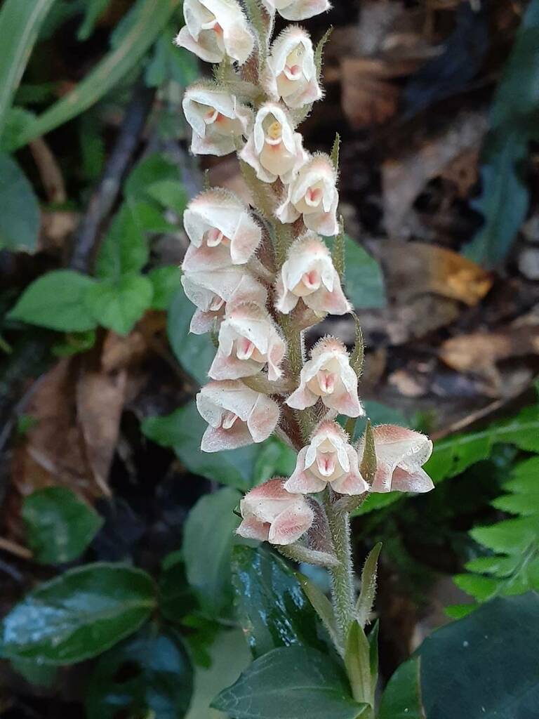 Goodyera foliosa from 新北市淡水區大屯山車道 on September 28, 2023 at 07:17 PM by ...