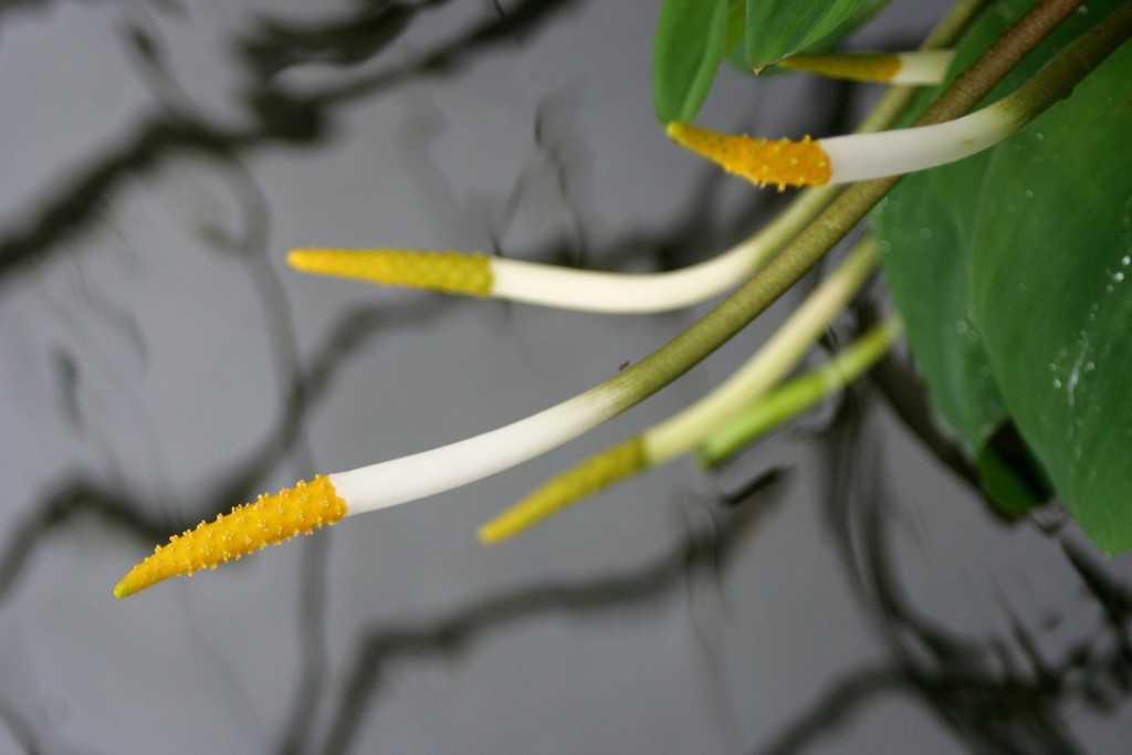 Golden Club (BREC's Wildflower Park Guide) · iNaturalist