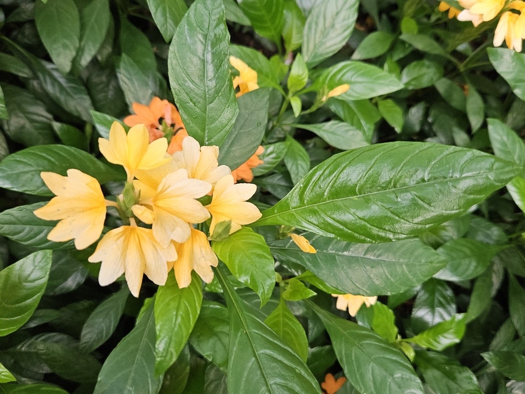 Firecracker-flower from 台灣臺北 on October 1, 2023 at 02:50 PM by 胡正恆 ...