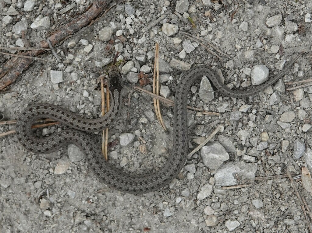 Smooth Snake from 956 53 Krásna Ves, Slovensko on September 30, 2023 at ...