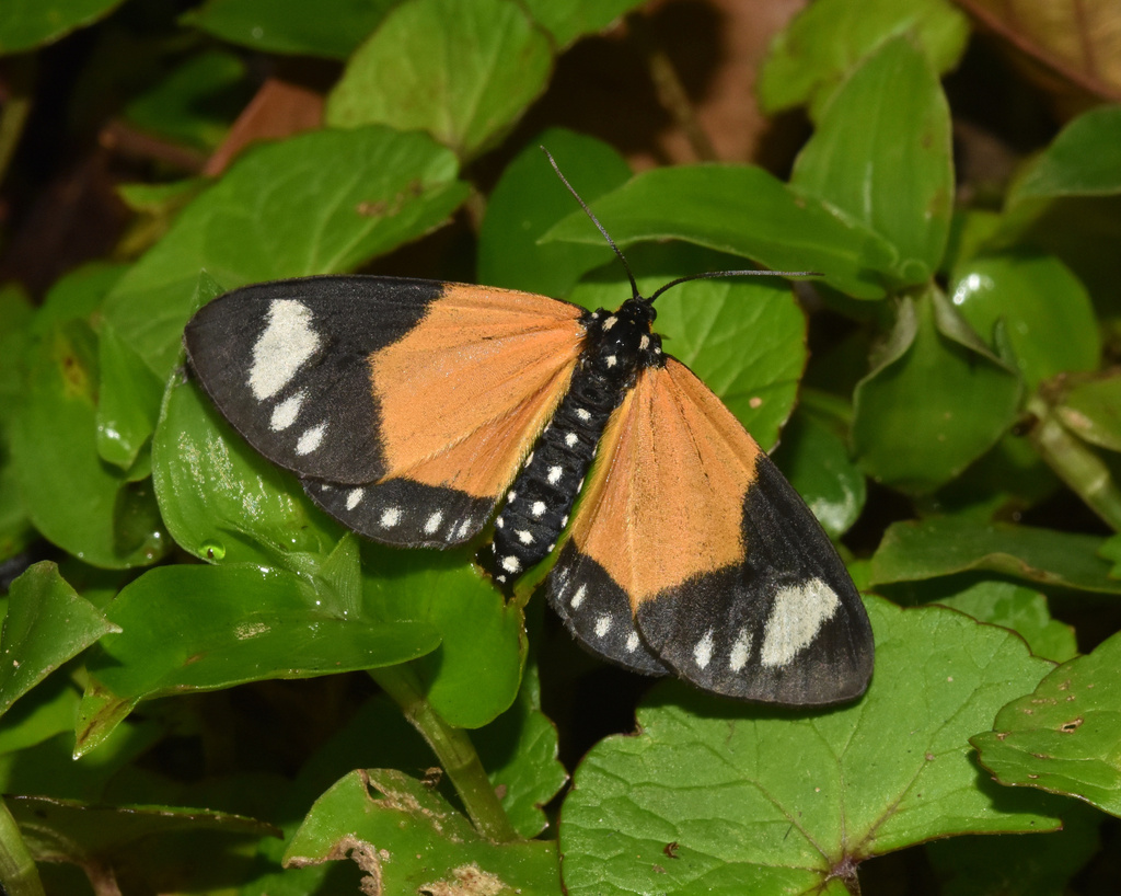 Monarch Looper from 24120 Street, Gillitts, KZN, ZA on October 1, 2023 ...