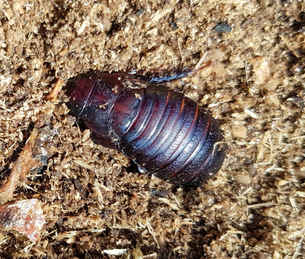 Australian wood cockroach from North Wahroonga NSW 2076, Australia on ...