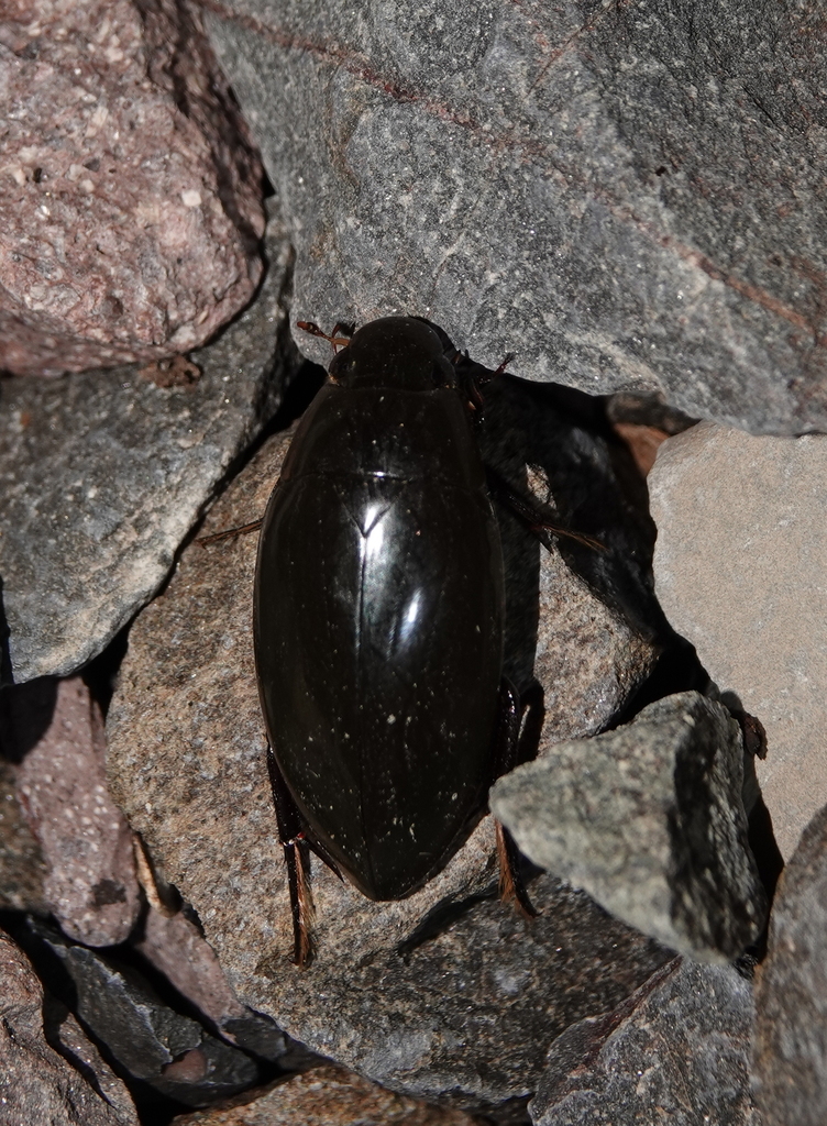 Giant Water Scavenger Beetle from Presidio County, TX, USA on September ...
