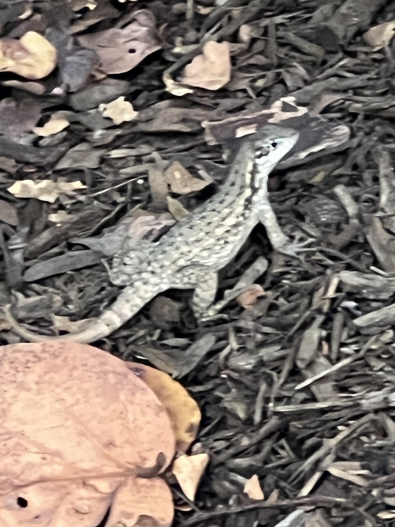 Northern Curly-tailed Lizard from Atlantic Way, Miami Beach, FL, US on ...
