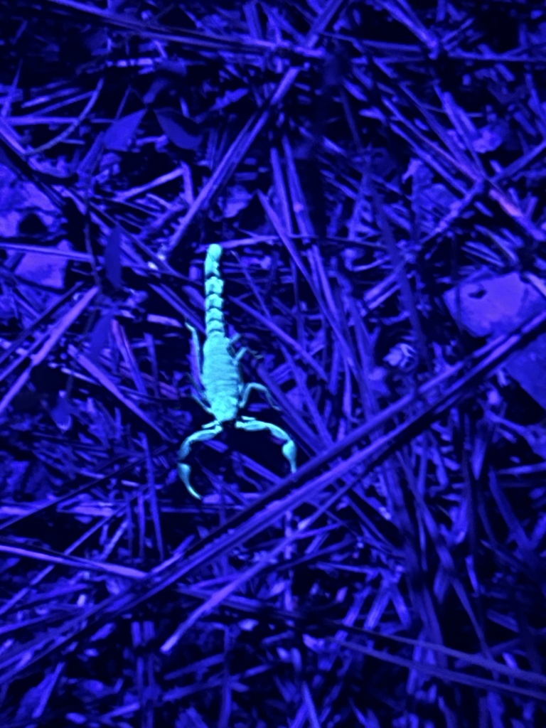 Southern Devil Scorpion from Akron, AL, US on September 30, 2023 at 08: ...