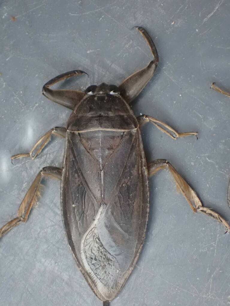 American Giant Water Bug in October 2023 by chris buelow · iNaturalist