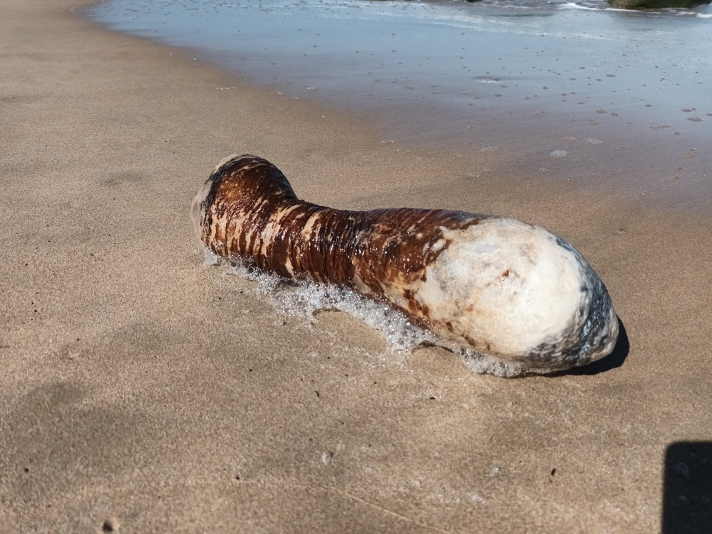 Red Bait from Mossel Bay Local Municipality, South Africa on October 1 ...